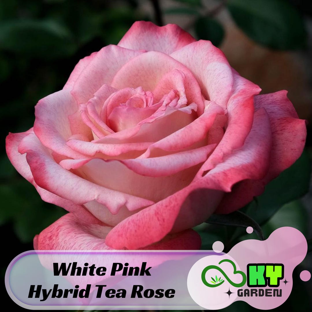 White Pink Hybrid Tea Rose Seeds - Perennial, Cold Resistant, Open ...
