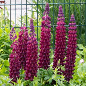 Masterpiece Lupine (lupinus ‘masterpiece’) Seeds - Fast Growing,drought ...