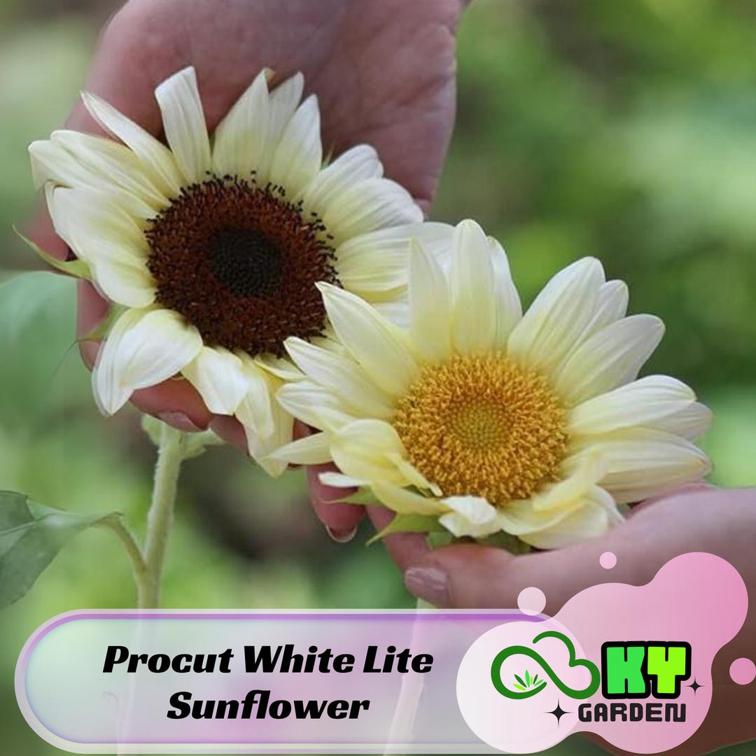Procut White Lite Sunflower Seeds - Showy Blooms, Fast Growing ...