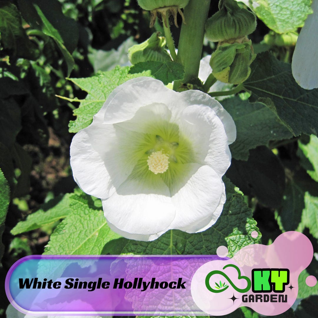 White Single Hollyhock Seeds - Showy Blooms, Tall Flower Spikes ...