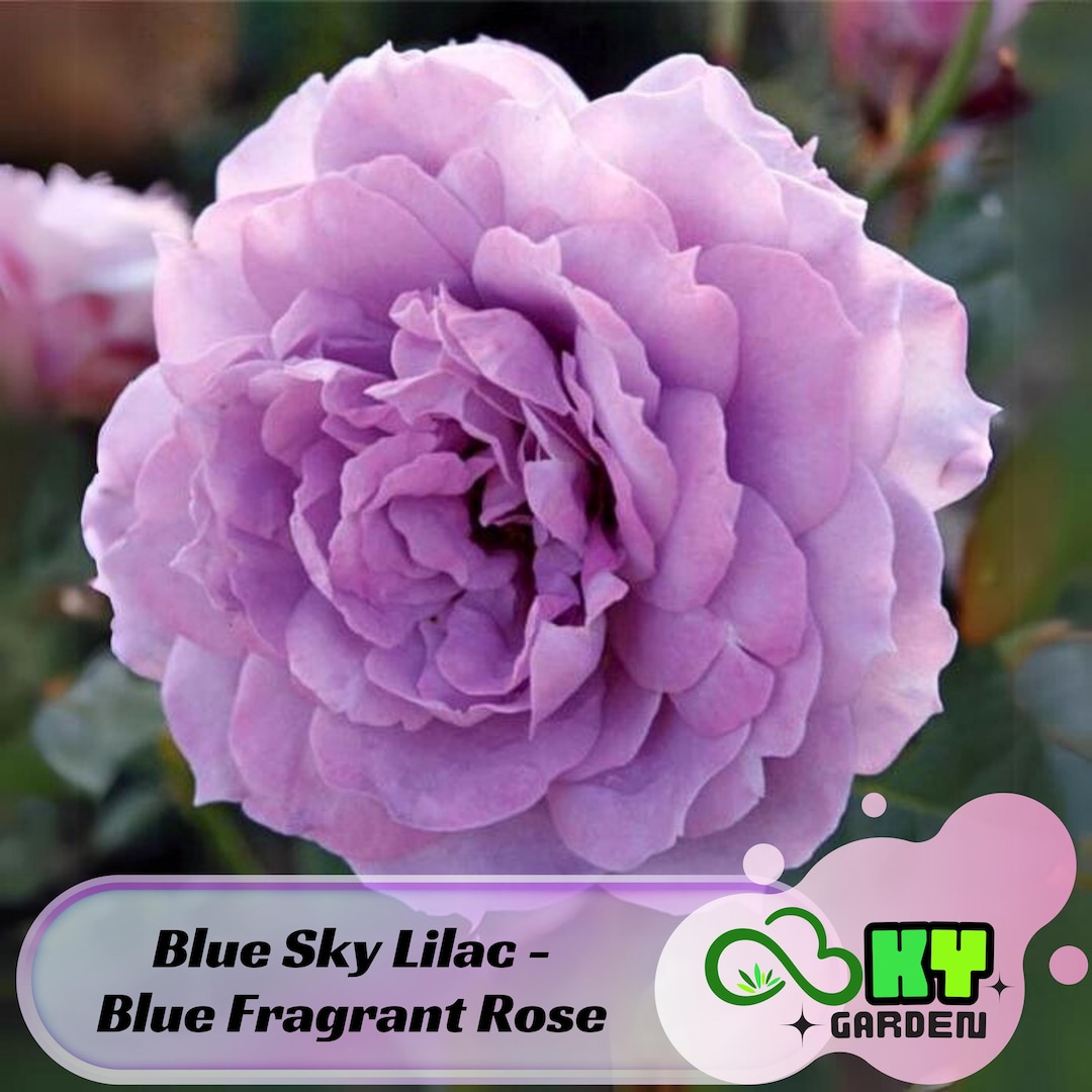 Blue Sky Lilac - Blue Fragrant Rose Seeds - Perennial, Open-pollinating ...