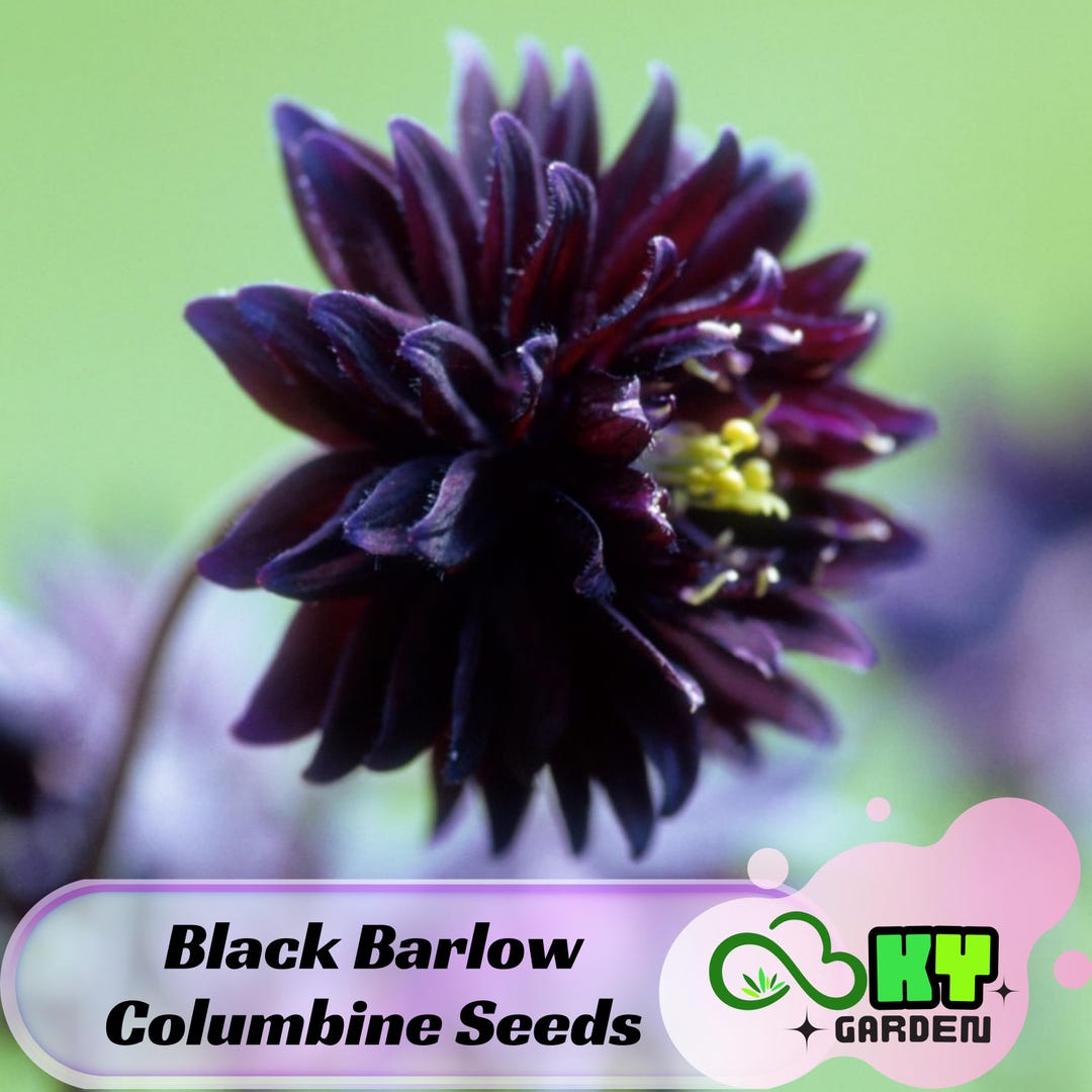 Black Barlow Columbine Seeds - Cold Resistant - Deciduous - Potted ...