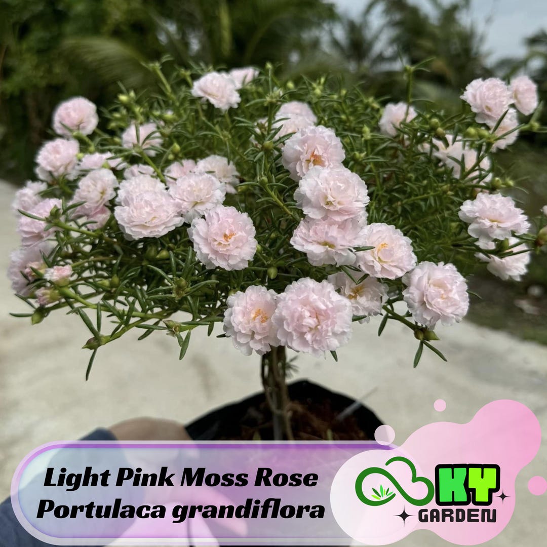 Light Pink Moss Rose Portulaca Grandiflora Seeds - Low Maintenance ...