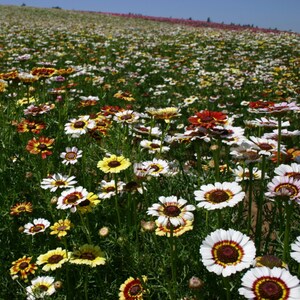 Painted Daisy Seeds - Showy Blooms, Attracts Pollinators, Drought ...