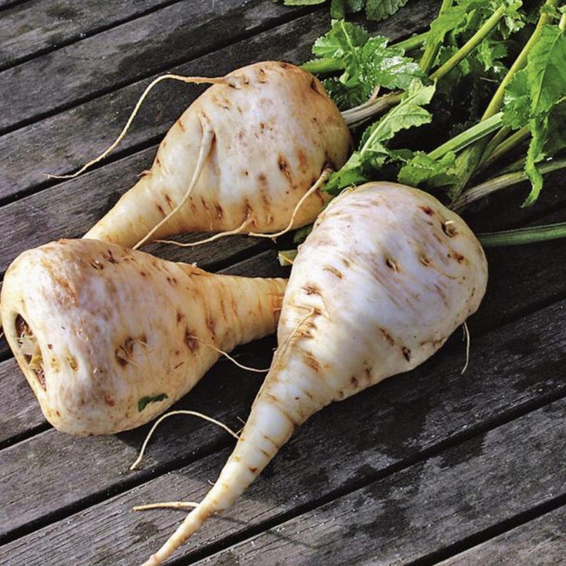Early Harris Model Parsnip Seeds - Biennial -edible, Cold Resistant ...
