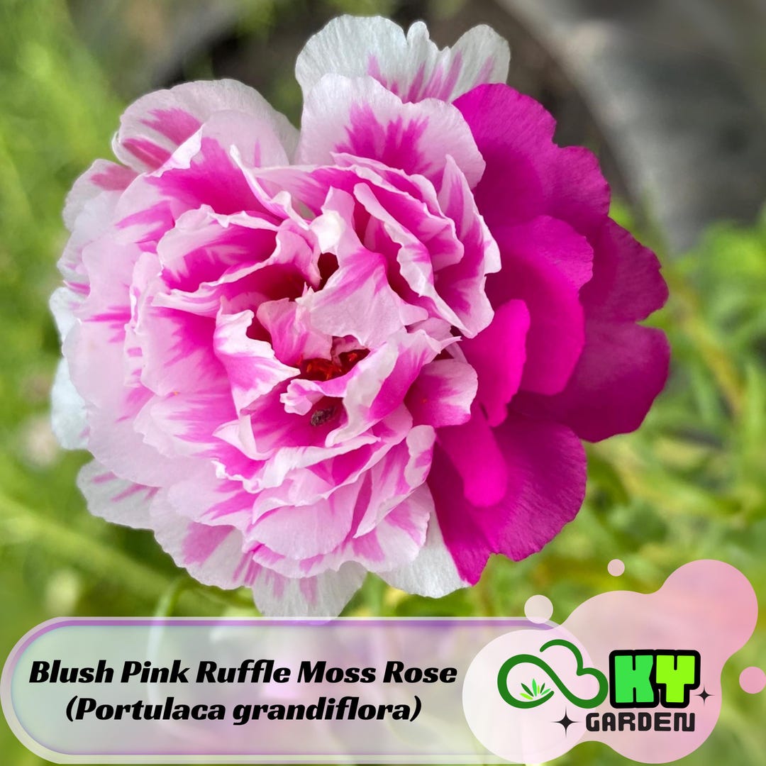 Blush Pink Ruffle Moss Rose (portulaca Grandiflora) Seeds - Low ...