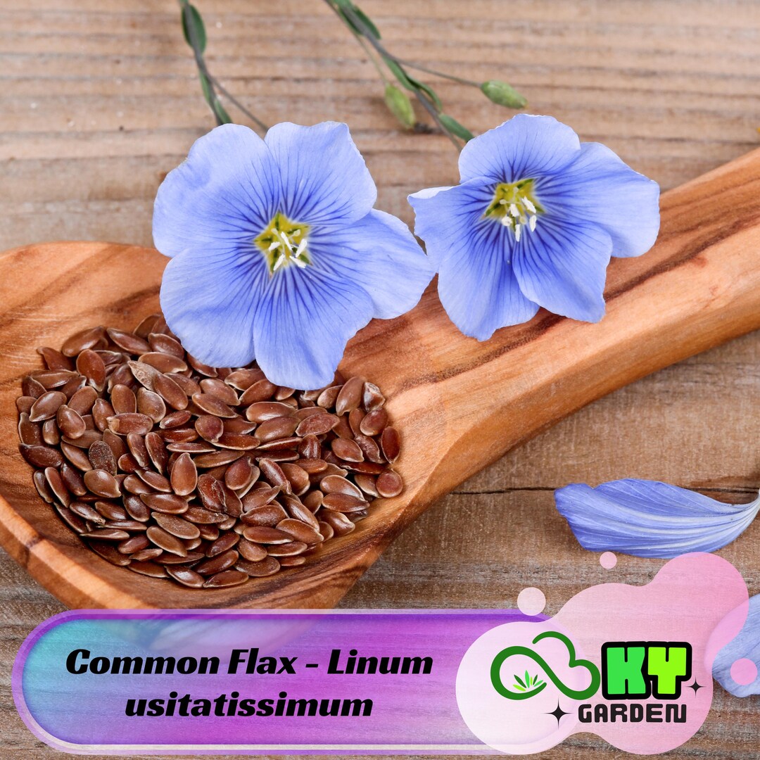 Common Flax 'linum Usitatissimum' Seeds - Edible Seeds, Fiber ...