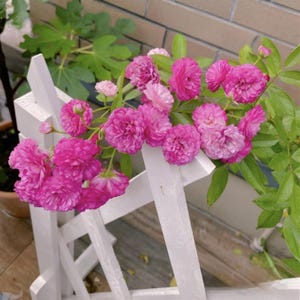 Vineyard Song Rose Seeds - Perennial, Open-pollinating, Deciduous ...
