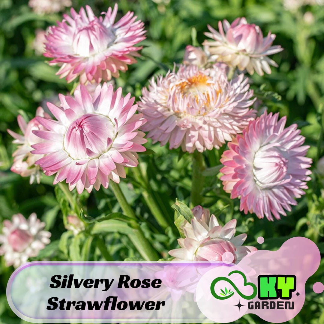 Silvery Rose Strawflower Seeds - Drought Tolerant, Long-lasting Flowers ...