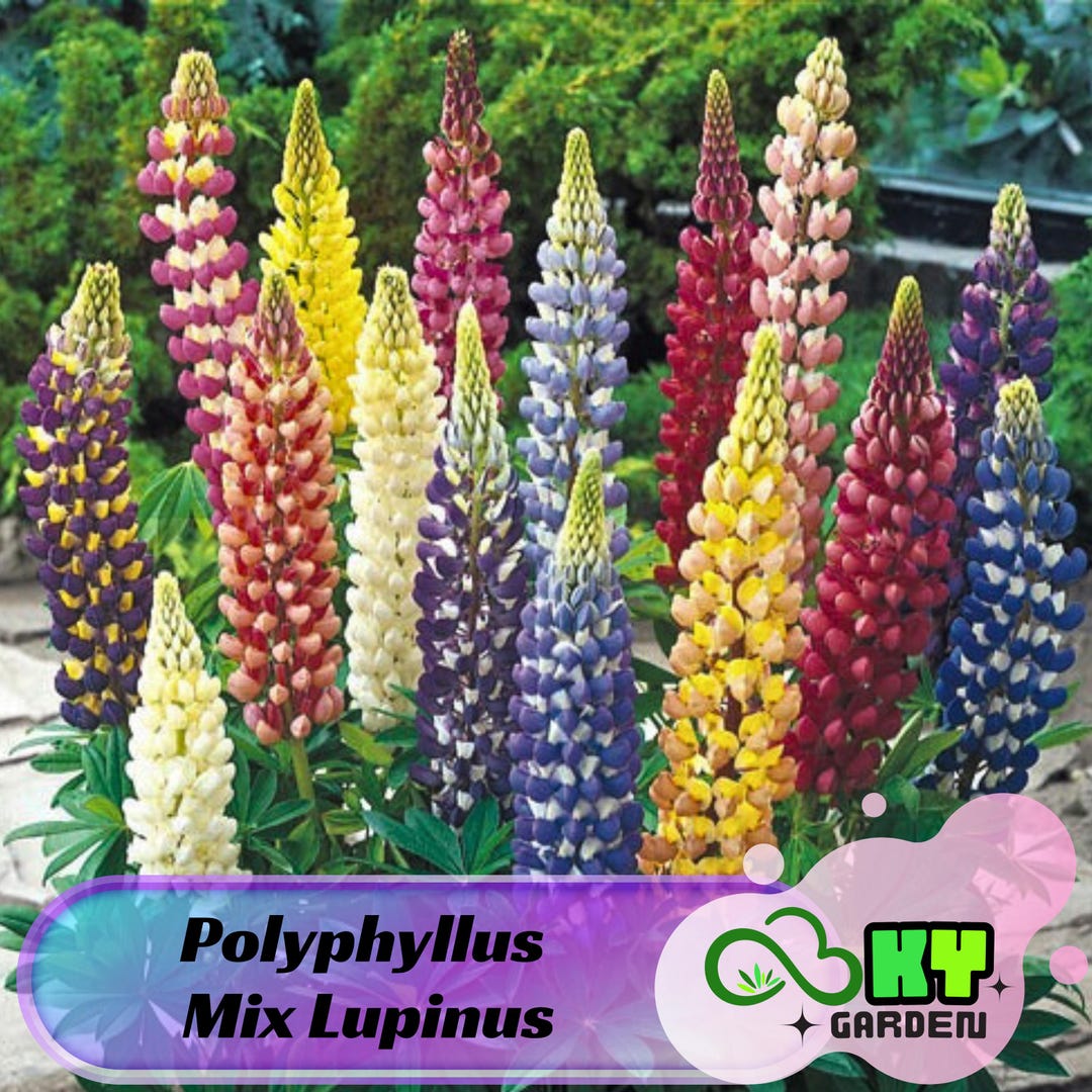 Polyphyllus Mix Lupinus Seeds - Fast Growing, Drought Tolerant ...
