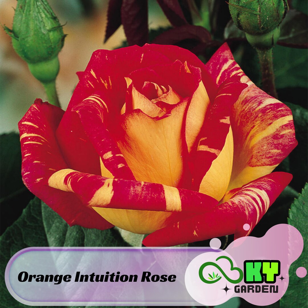 Orange Intuition Rose Seeds - Perennial, Open-pollinating, Deciduous ...