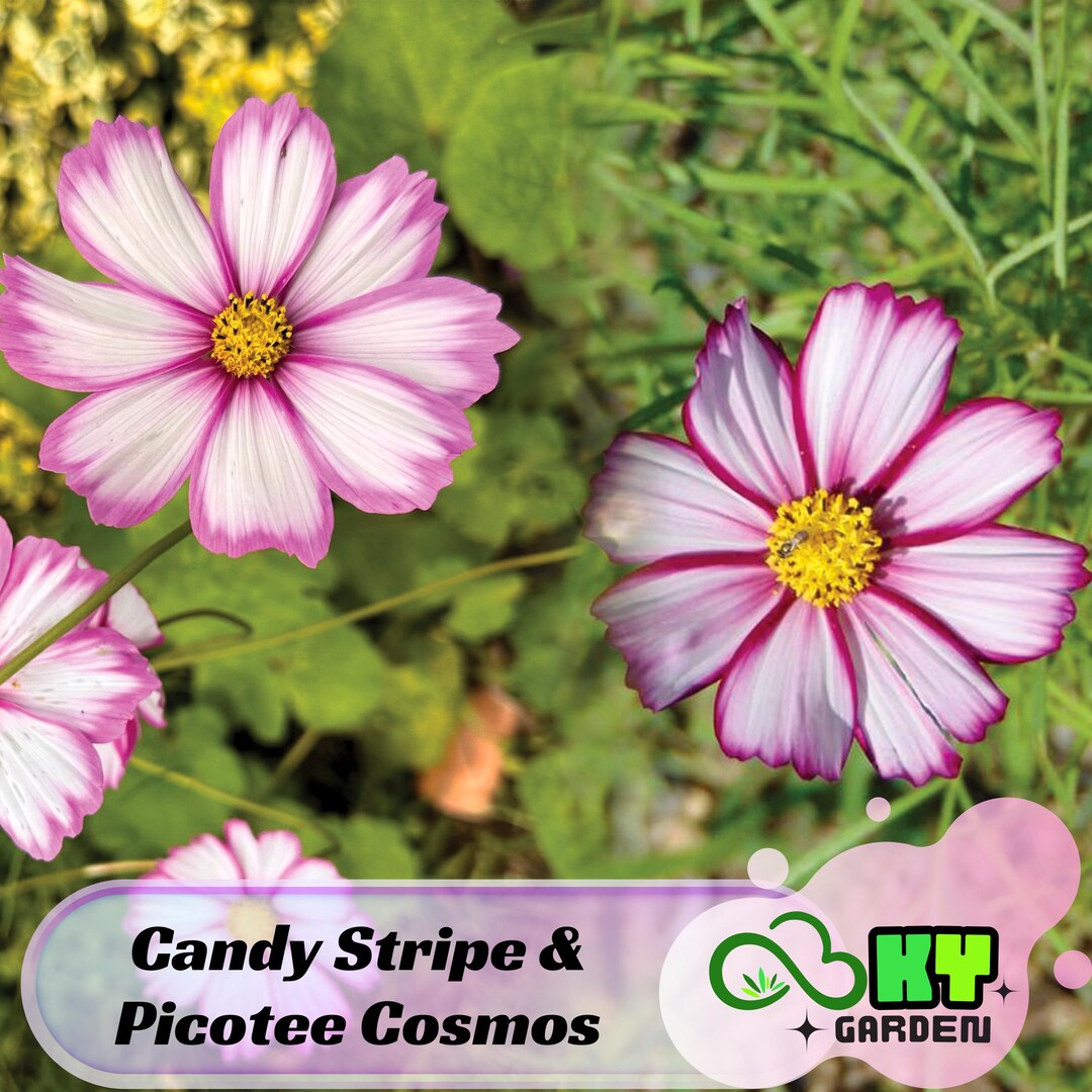 Candy Stripe & Picotee Cosmos Seeds - Showy Blooms, Attracts ...