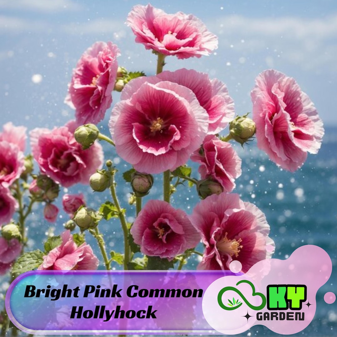 Bright Pink Common Hollyhock Seeds - Biennial,showy Blooms, Tall Flower ...