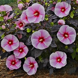 Starry Starry Night Hibiscus Seeds - Edible, Cold Resistant, Showy ...