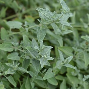 Catnip (nepeta Cataria) Seeds - Perennial - Edible, , Fragrant, Fast ...