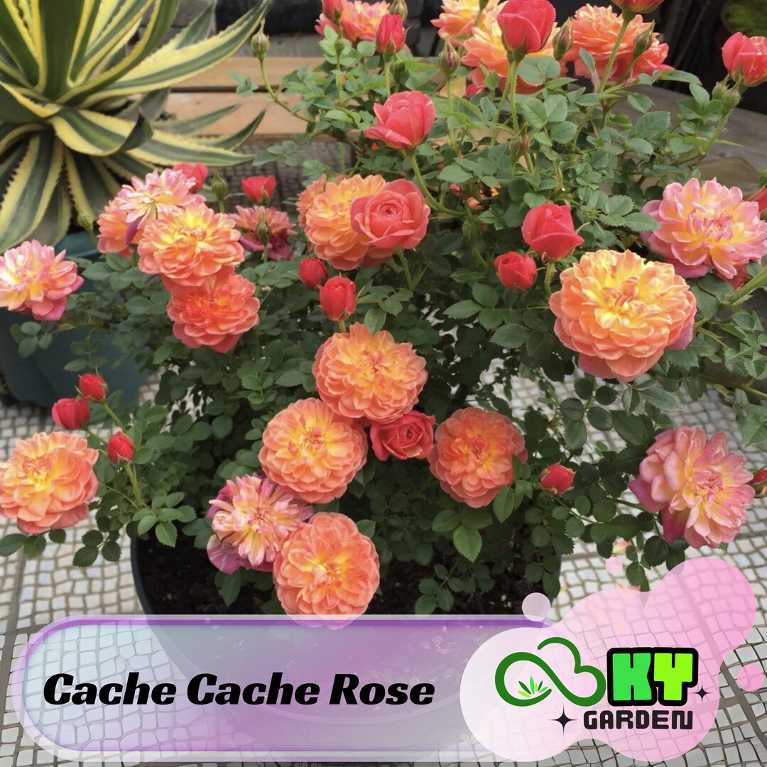 15s|cache Cache Rose Seeds - Perennial, Open-pollinating, Deciduous ...