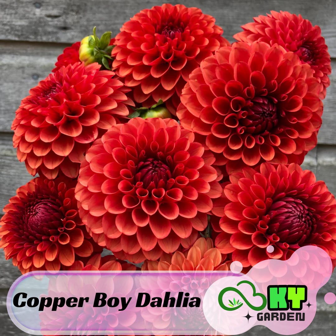 Copper Boy Dahlia Seeds - Attracts Pollinators, Long Blooming Season ...