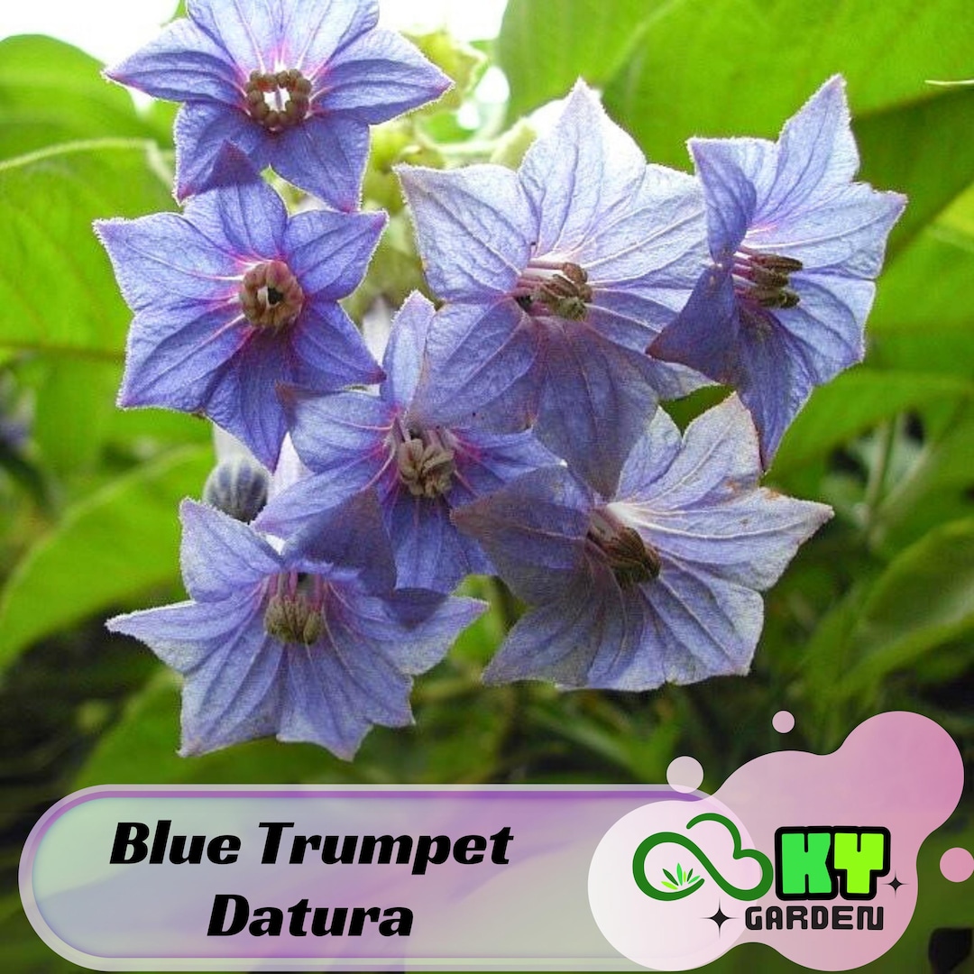 Blue Trumpet Seeds - Showy Double Blooms, Fragrant Flowers, Fast ...