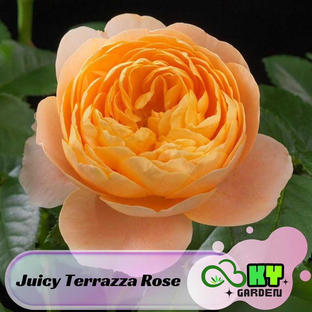 Juicy Terrazza Rose Seeds - Perennial, Open-pollinating, Deciduous ...
