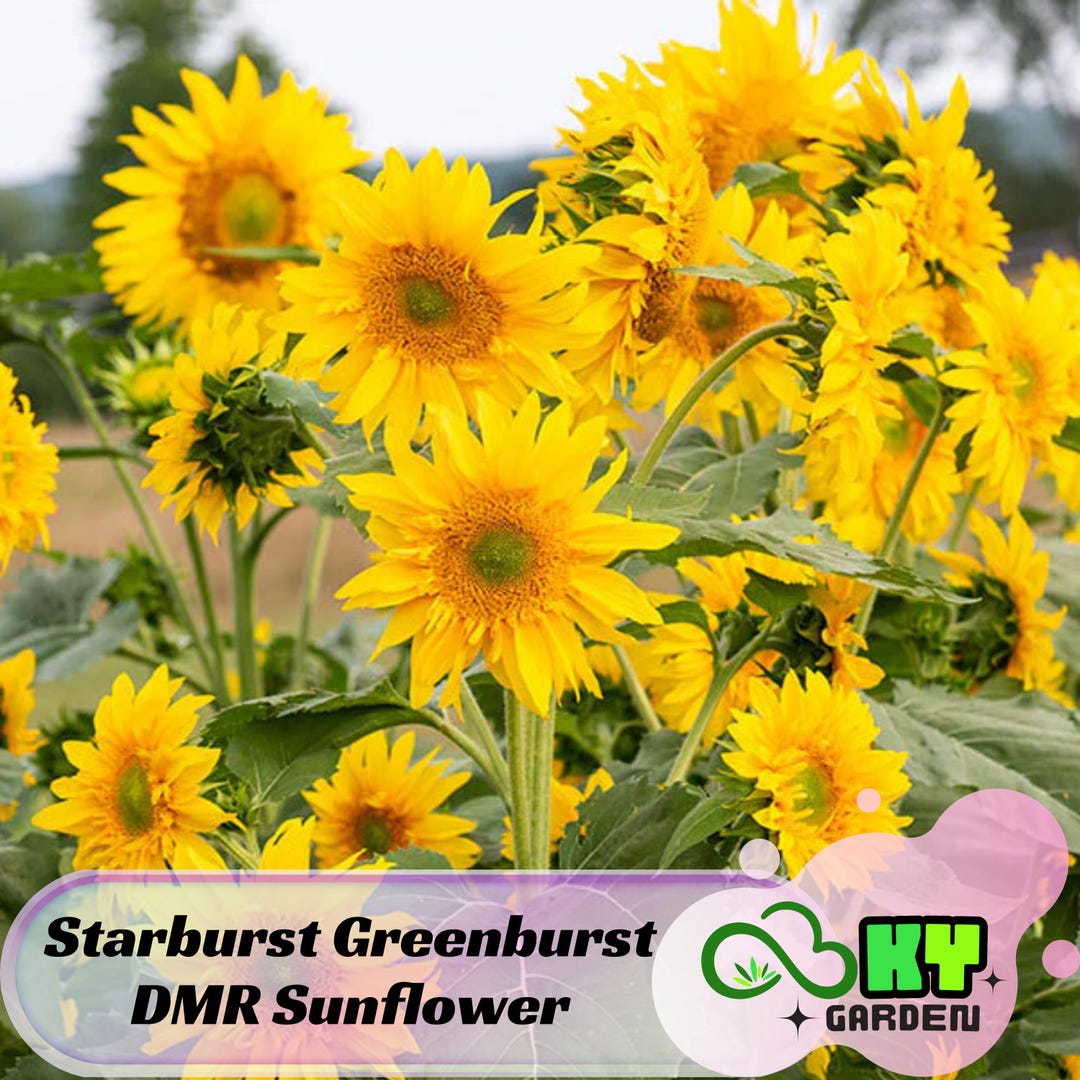Starburst Greenburst DMR Sunflower Seeds - Bi-colored Petals, Attracts ...