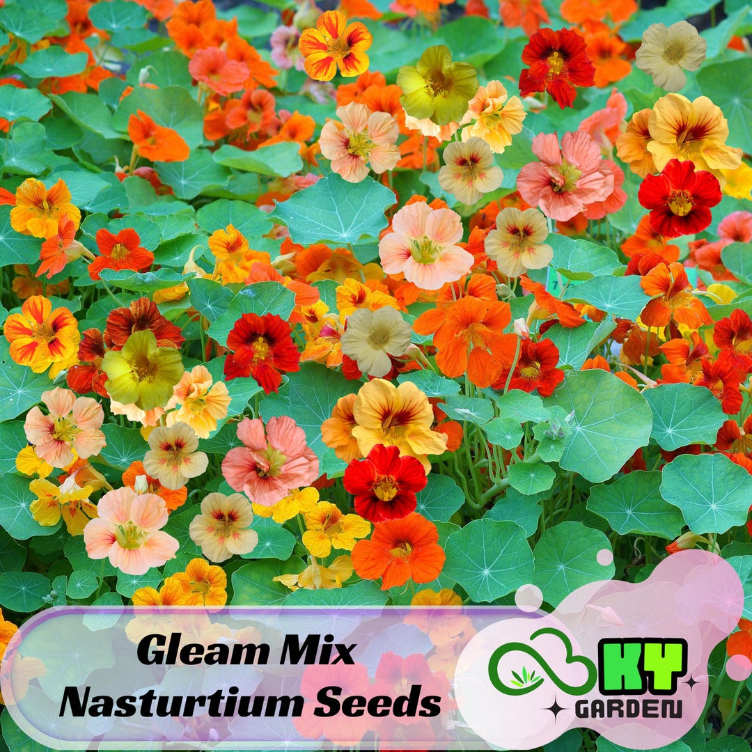 Gleam Mix Nasturtium Seeds - Fast Growing - Flowering -open-pollinating ...