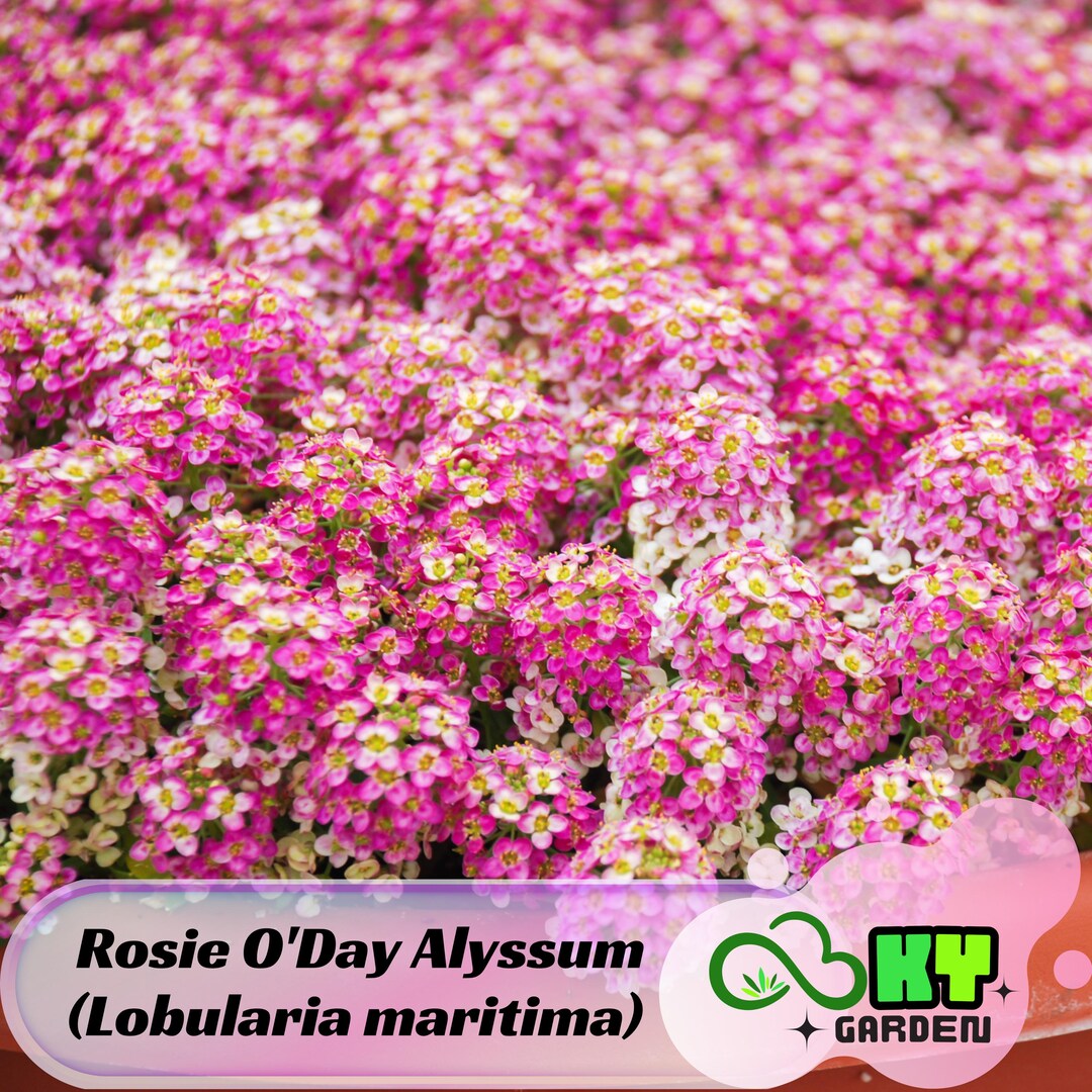 Rosie O'day Alyssum (lobularia Maritima) Seeds - Cold Resistant - Open ...