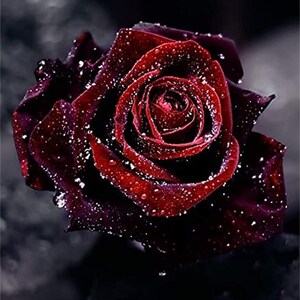 15s|true Blood Rose Seeds , Cold Resistant, Open-pollinating, Deciduous ...
