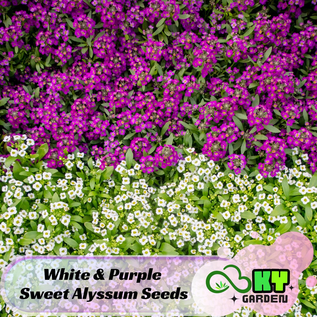 White & Purple Sweet Alyssum Seeds - Cold Resistant - Open-pollinating ...