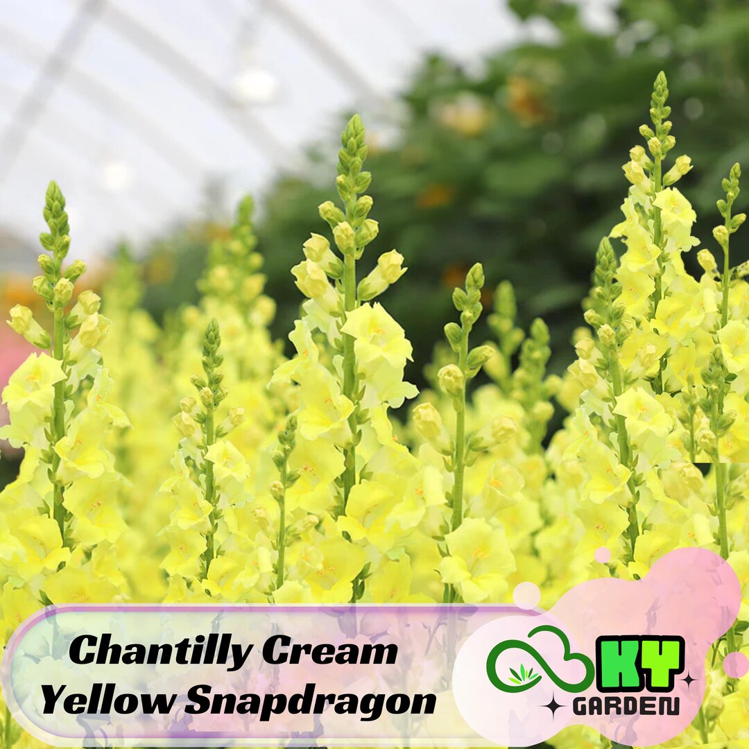 Chantilly Cream Yellow Snapdragon Seeds - Potted -cold Resistant ...