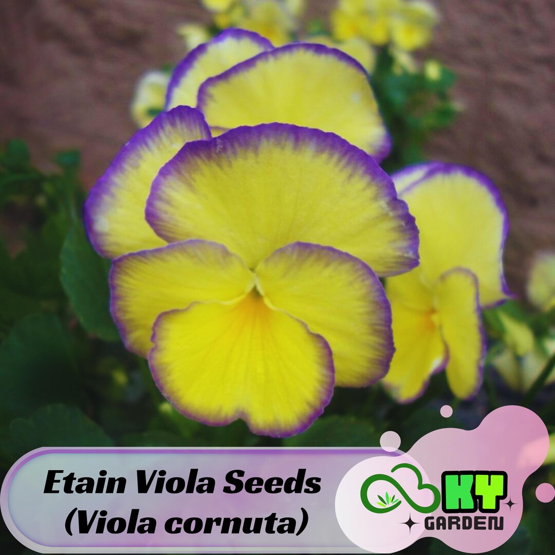 Etain Viola Seeds (viola Cornuta) Seeds - Cold Resistant - Open ...