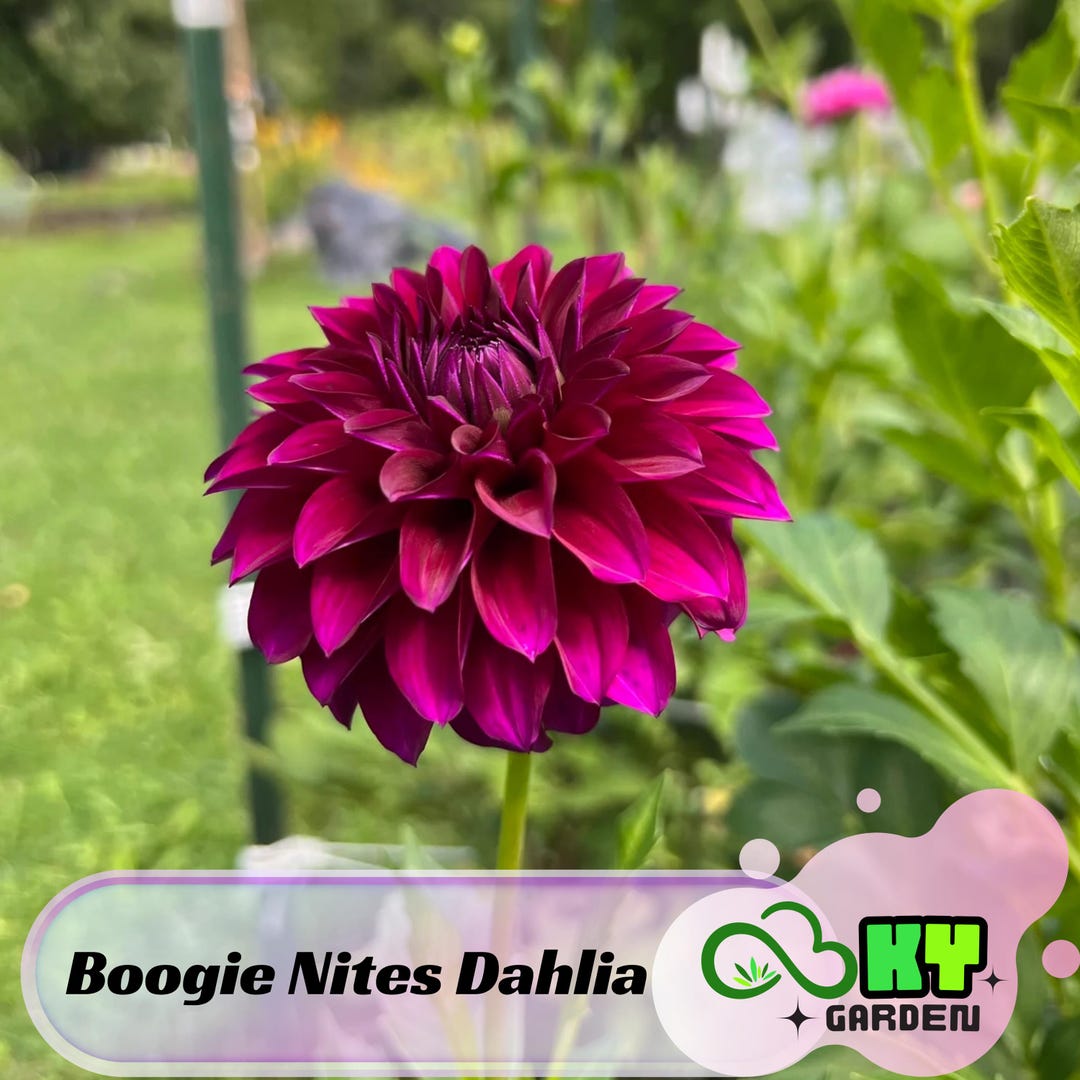 Boogie Nites Dahlia Seeds - Attracts Pollinators, Long Blooming Season ...