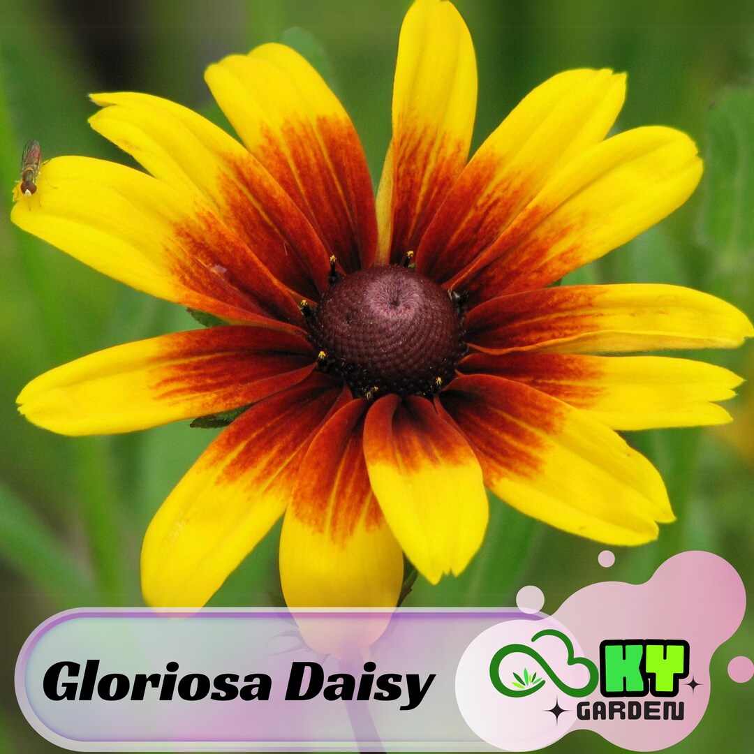 Gloriosa Daisy Seeds - Showy Blooms, Attracts Pollinators, Drought ...