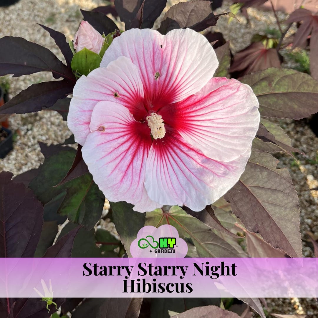Starry Starry Night Hibiscus Seeds - Edible, Cold Resistant, Showy ...