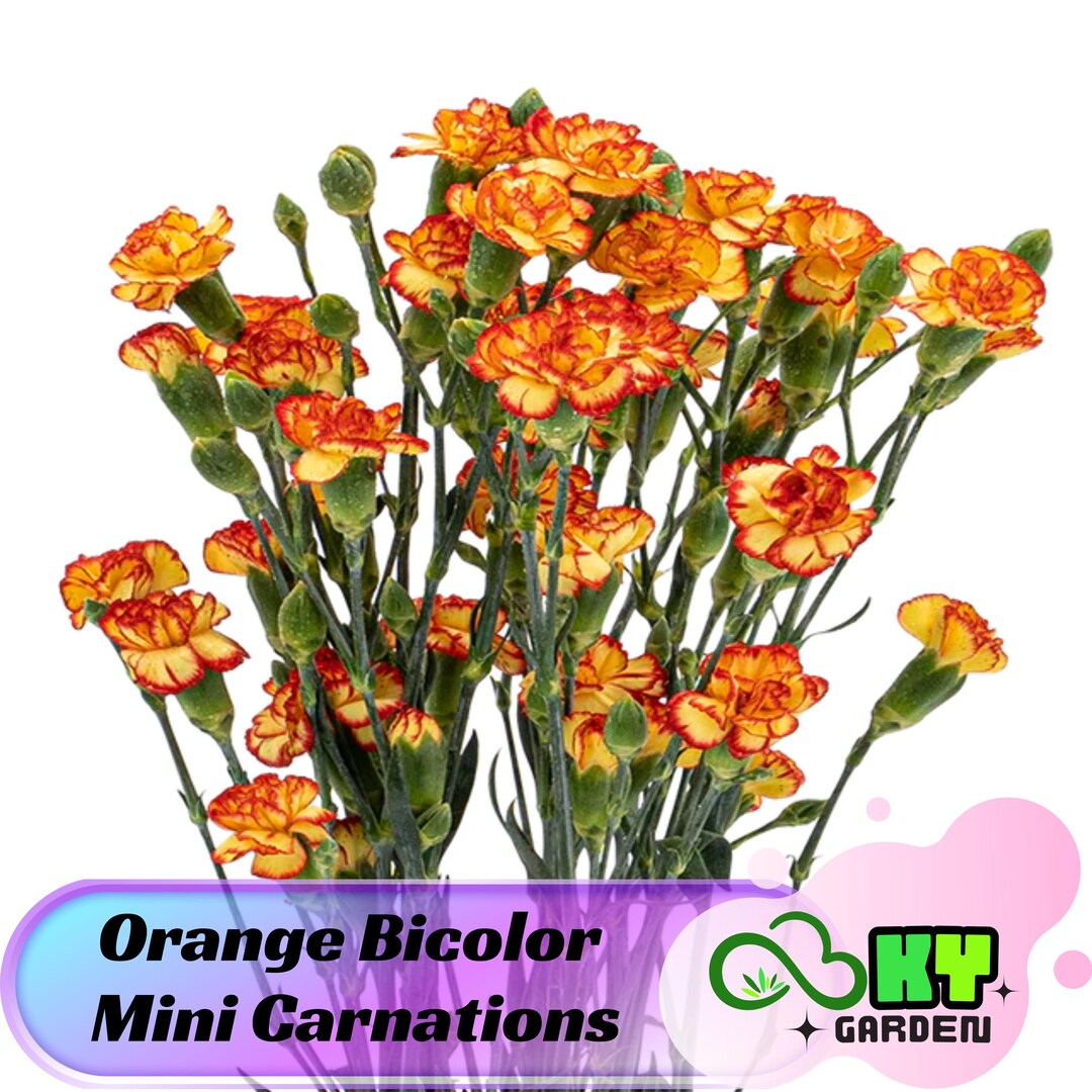 Orange Bicolor Mini Carnations Seeds - Showy Blooms,compact Growth ...