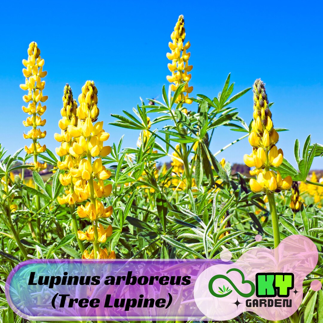 Lupinus Arboreus (tree Lupine) Seeds - Fragrant, Fast Growing, Drought ...