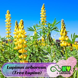 Lupinus Arboreus (tree Lupine) Seeds - Fragrant, Fast Growing, Drought ...