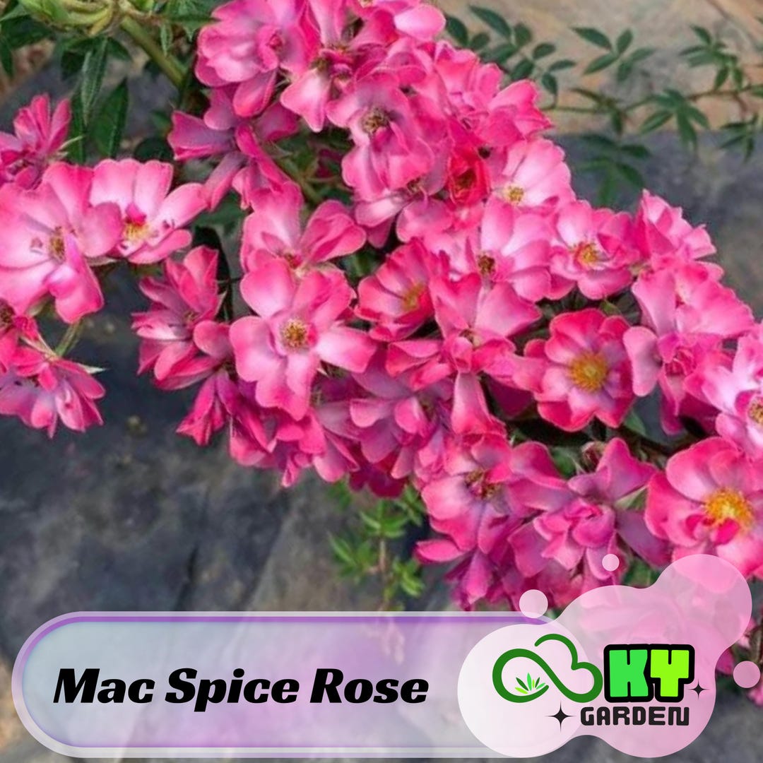 Mac Spice Rose Seeds - Perennial, Open-pollinating, Deciduous ...