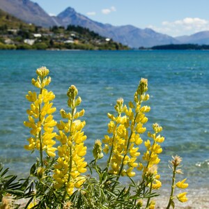 Lupinus Arboreus (tree Lupine) Seeds - Fragrant, Fast Growing, Drought ...