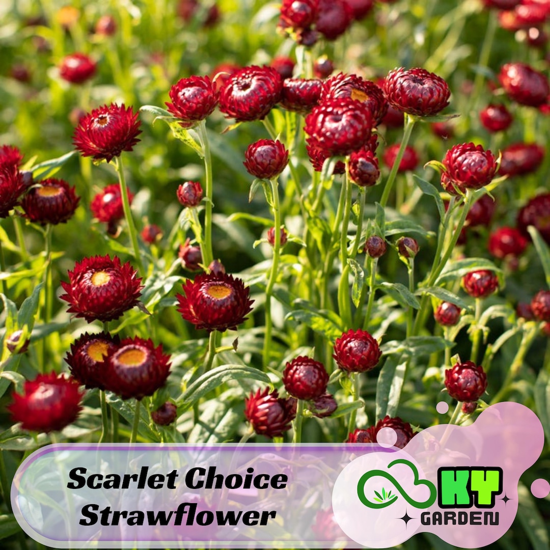 Scarlet Choice Strawflower Seeds - Drought Tolerant, Long-lasting ...