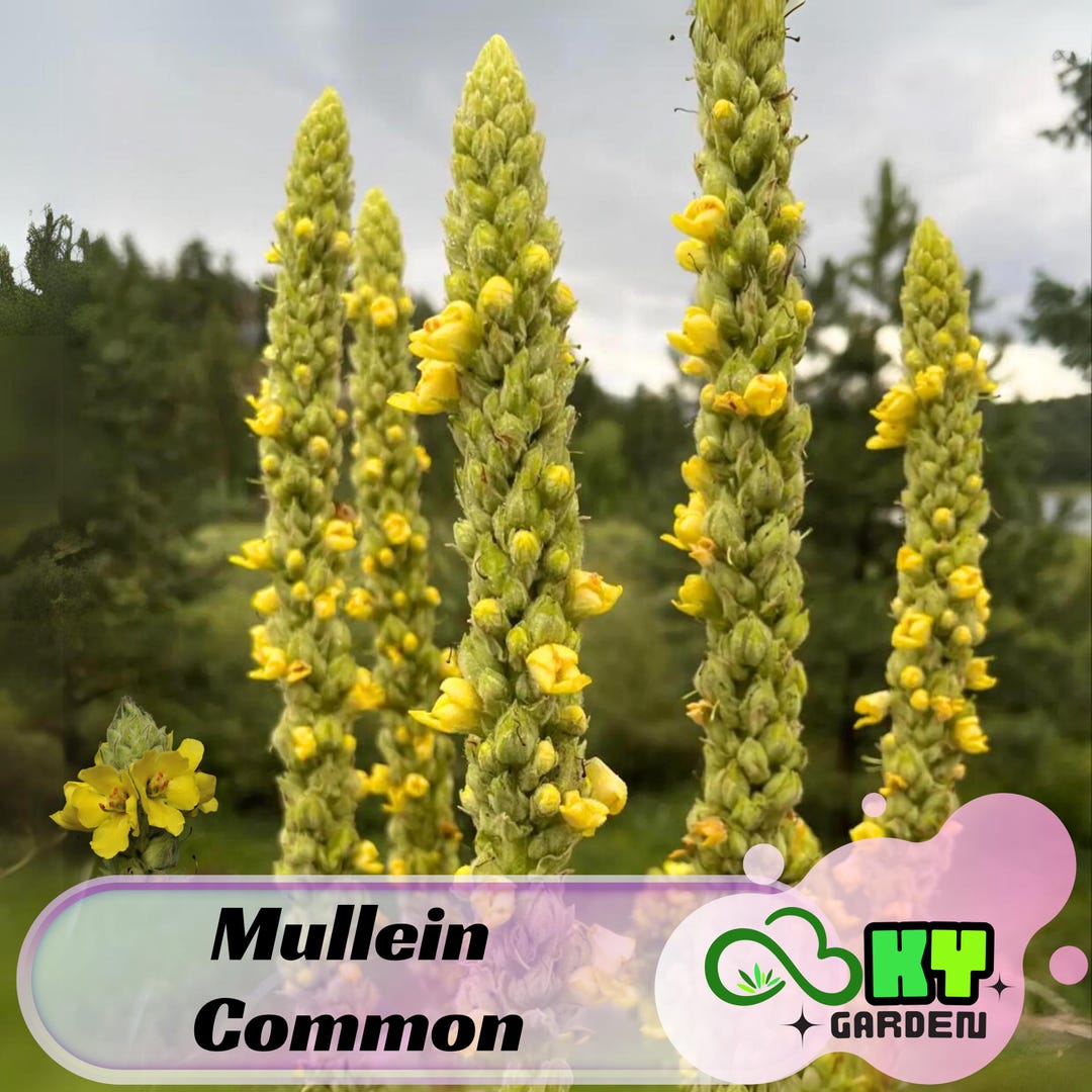 Mullein Common Seeds - Biennial - , Drought Tolerant,cold Resistant ...