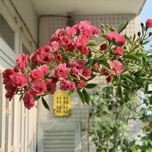 Mac Spice Rose Seeds - Perennial, Open-pollinating, Deciduous ...