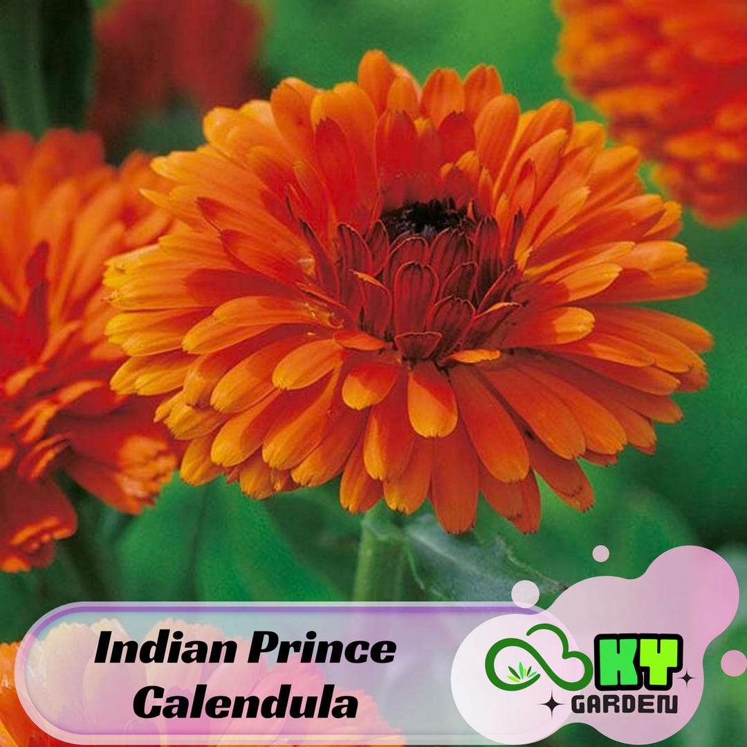 Indian Prince Calendula Seeds - Edible, Attracts Pollinators, Drought ...