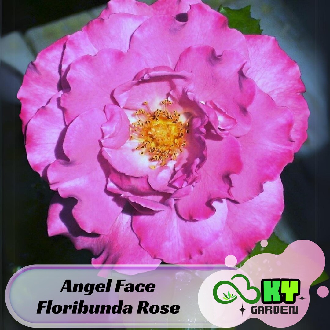 Angel Face Floribunda Rose Seeds - Perennial, Open-pollinating ...