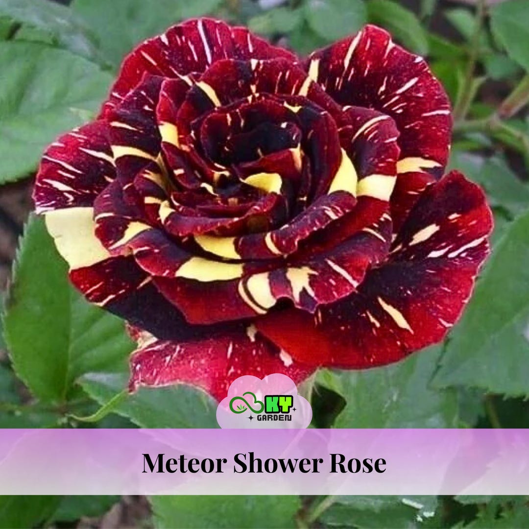 Meteor Shower Rose Seeds - Perennial, Cold Resistant, Open-pollinating ...