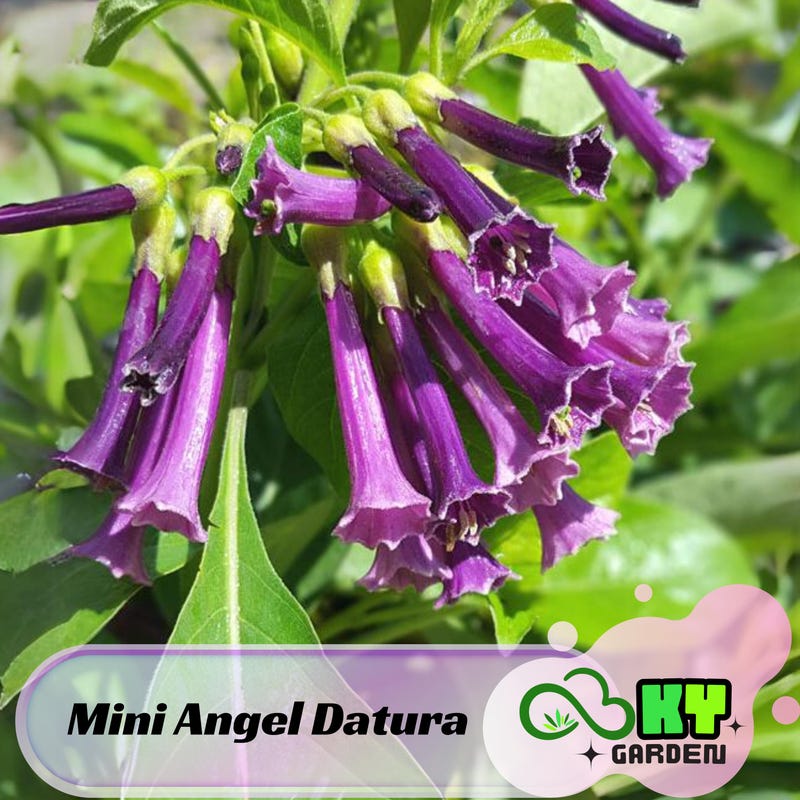 Angel Trumpet Flower Tree - Etsy