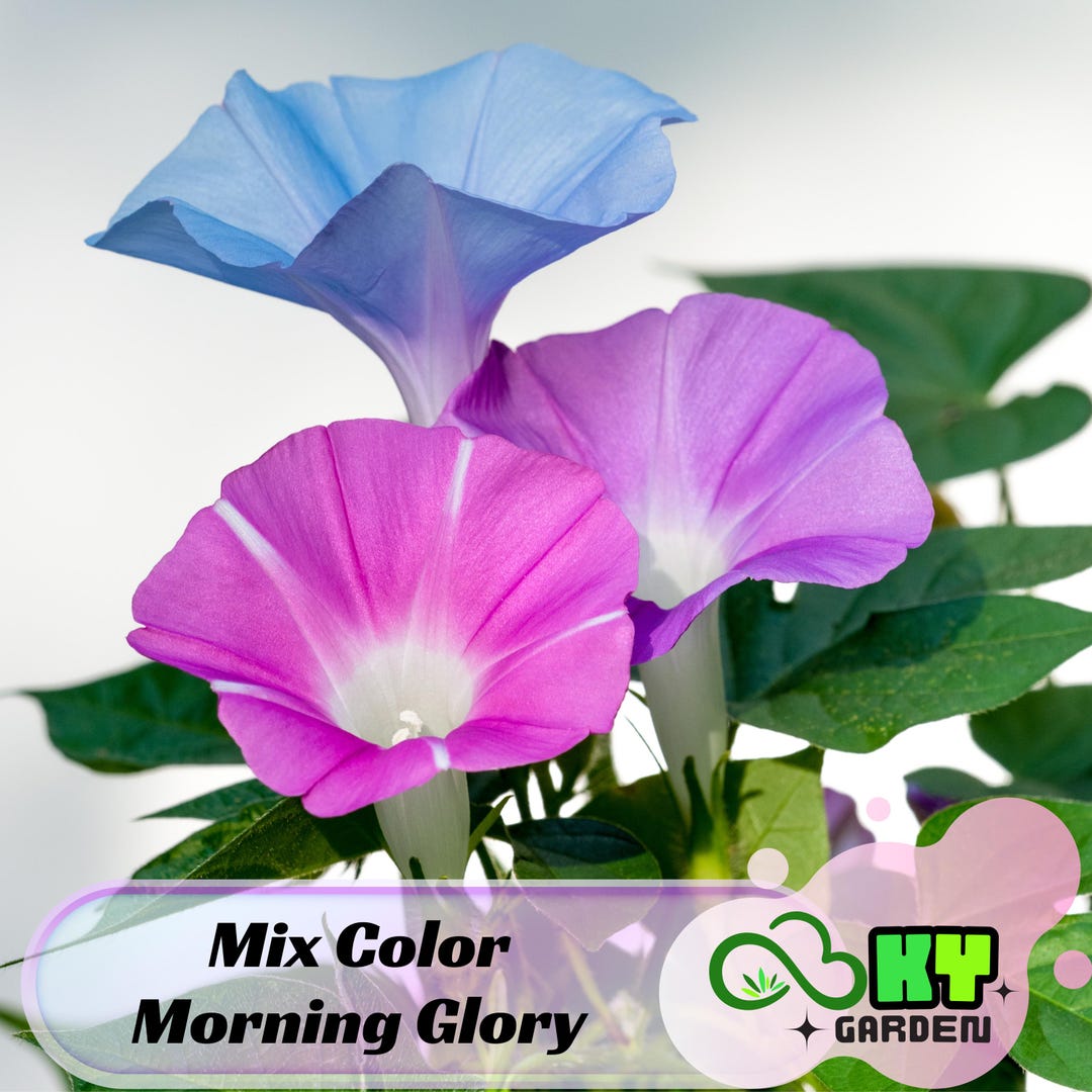 Mix Color Morning Glory Seeds - Showy Blooms, Fast Growing, Climbing ...