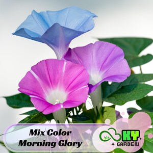 Mix Color Morning Glory Seeds - Showy Blooms, Fast Growing, Climbing ...