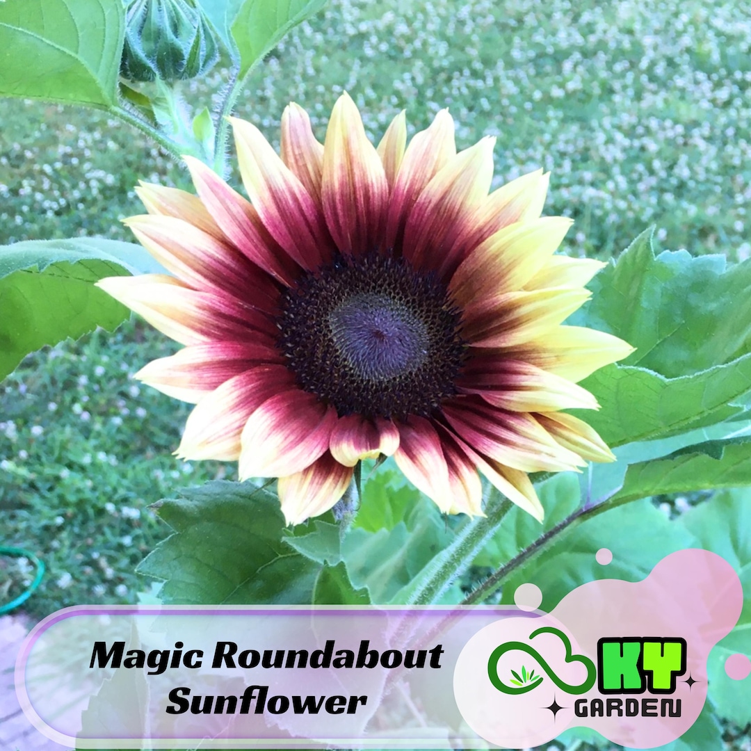 Magic Roundabout Sunflower Seeds - Showy Blooms, Fast Growing, Attracts ...
