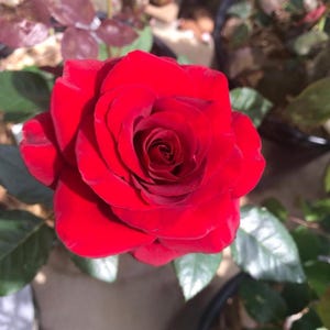 Black Magic Hybrid Tea Rose Seeds - Perennial, Cold Resistant, Open ...