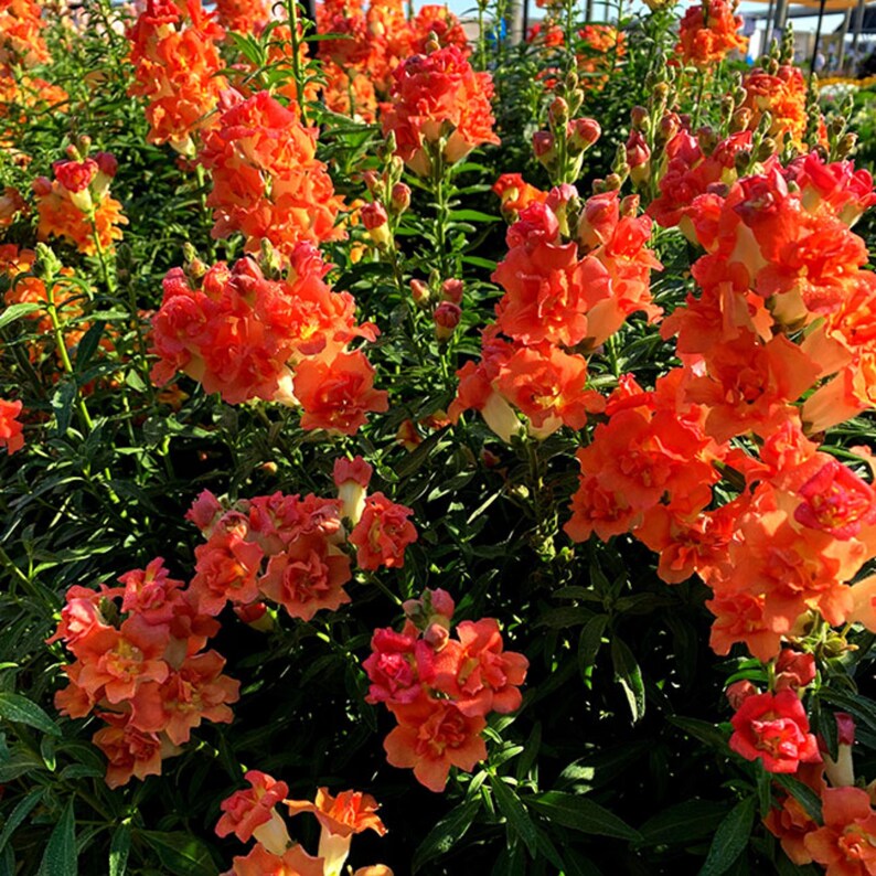 Doubleshot Orange Bicolor Snapdragon Seeds - Cold Resistant -potted ...